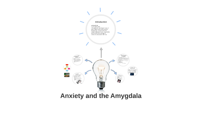 The Connection Between the Amygdala and Anxiety by Sam Fogarty on Prezi