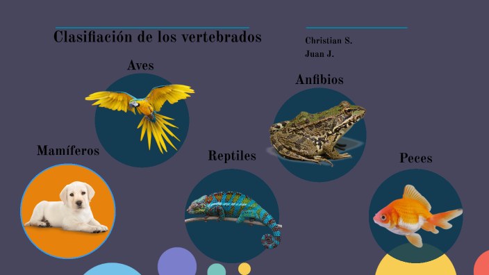 Clasificación de los vertebrados by Christian Andres on Prezi