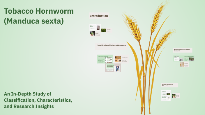 Tobacco Hornworm (Manduca sexta) by Rida Asif on Prezi
