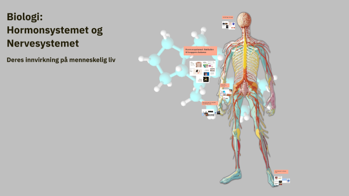 Biologi: Hormonsystemet og Nervesystemet by Raghad fenjan on Prezi
