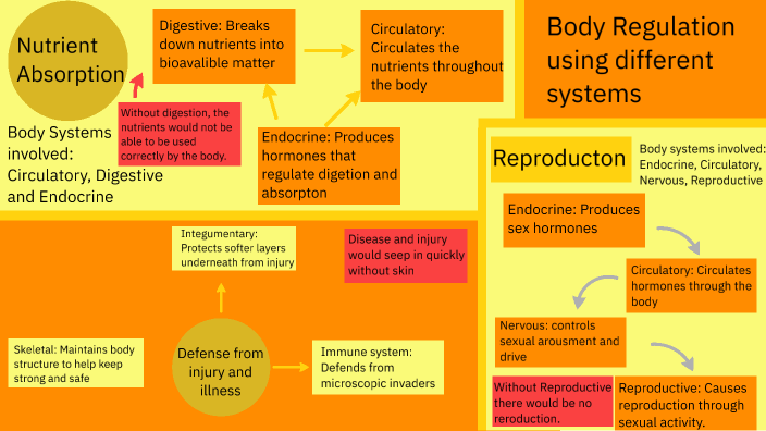 Body Regulation using different systems by Kalani Aldas on Prezi