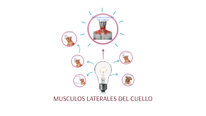 MUSCULOS LATERALES DEL CUELLO by Manuela Betancur on Prezi