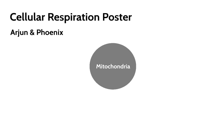 Cellular Respiration Poster by Phoenix Van on Prezi