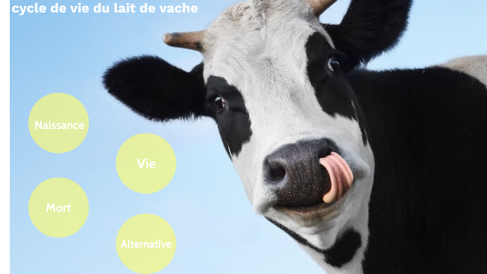 cycle de vie du lait de vache by Britany Trépanier on Prezi