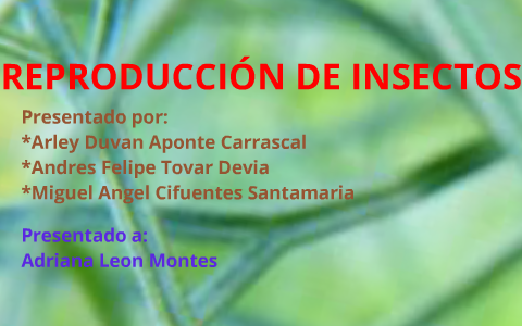 Reproducción de insectos by Miguel Cifuentes