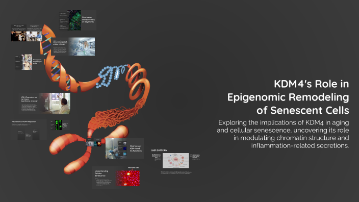 KDM4's Role in Epigenomic Remodeling of Senescent Cells by MUSKAN ...