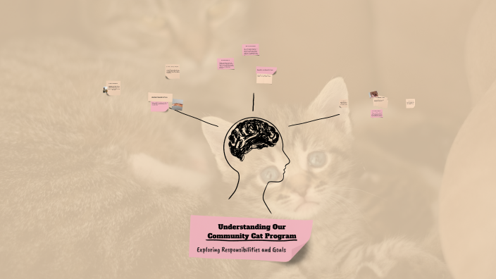 Understanding Our Community Cat Program by Diana Zavalza on Prezi