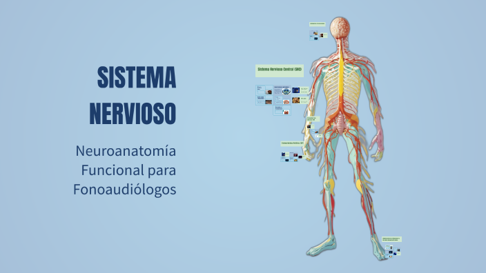 SISTEMA NERVIOSO by GERMAN CESPEDES on Prezi