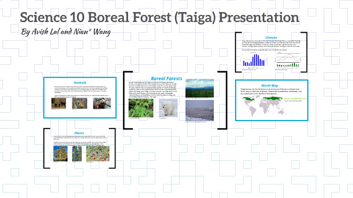 Science 10 Boreal Forest Presentation by Zichen Wang on Prezi
