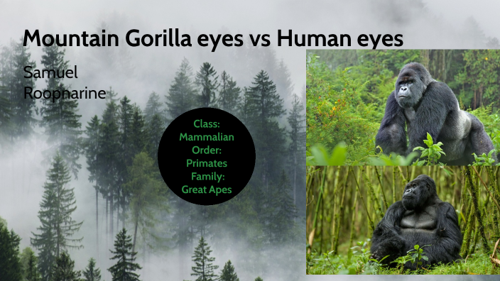 Mountain Gorilla Eyes vs Human eyes by Samuel Roopnarine on Prezi