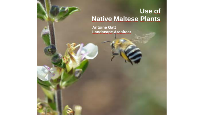Care and use of Maltese native plants by antoine Gatto on Prezi