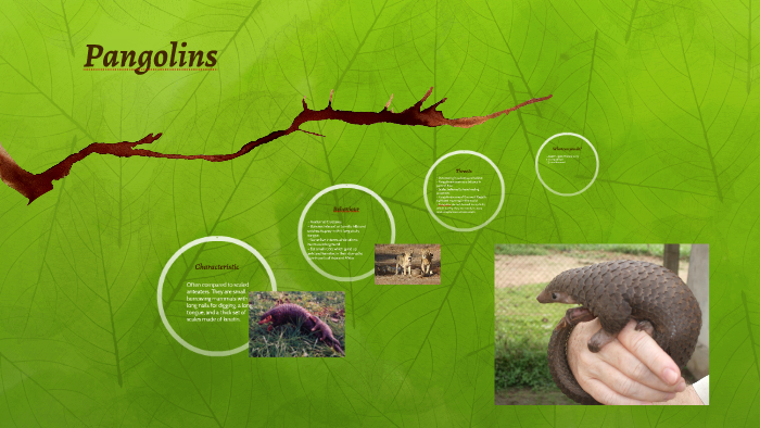 Pangolins by Daniel Hetherington on Prezi