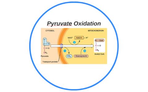 Pyruvate Oxidation by William Harriman on Prezi