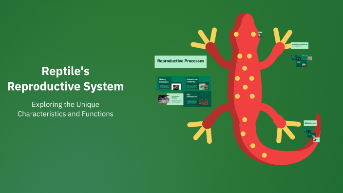 Reptile's Reproductive System by Valera Alex on Prezi