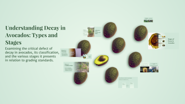 Understanding Decay in Avocados: Types and Stages by Jesus Olivarez on ...