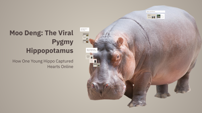 Moo Deng: The Viral Pygmy Hippopotamus by Louise Seiffert on Prezi