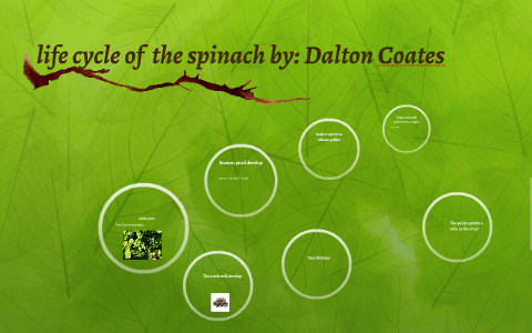 life cycle of the spinich by: dalton by Red Class on Prezi