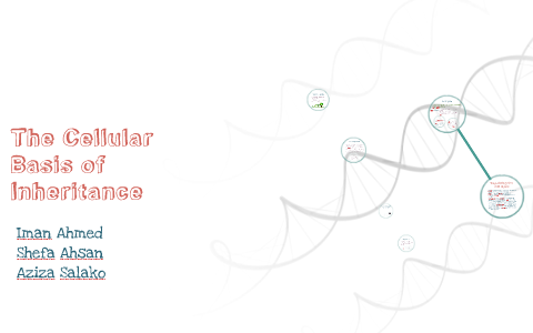 The Cellular Basis of Inheritance by Aziza Salako on Prezi