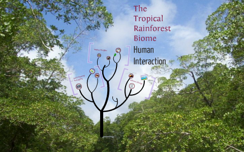 The Tropical Rainforest Biome: Human Interaction by Thomas Zombek on Prezi