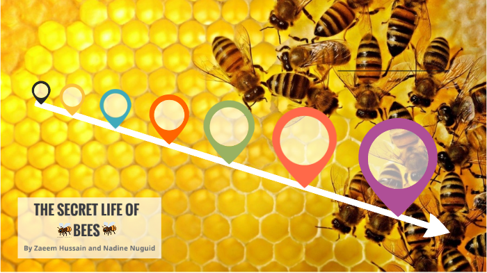 Secret Life of Bees Timeline by Zaeem Hussain on Prezi