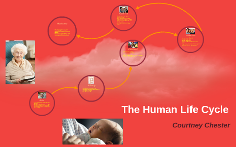 The Human Life Cycle by Courtney Chester on Prezi