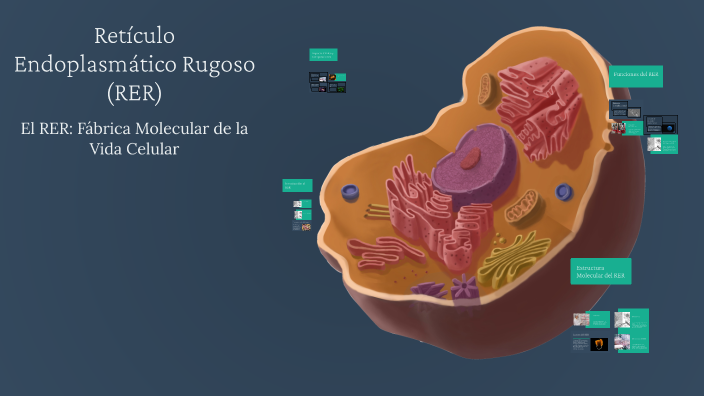 Retículo Endoplasmático Rugoso (RER) by XIOMARA GUADALUPE CHAMANA TELLO ...
