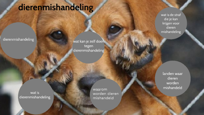 dierenmishandeling by chayenne comans on Prezi
