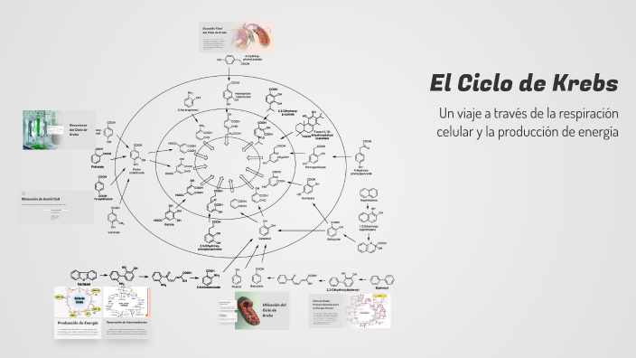 El Ciclo de Krebs by Miguel Garcia Bustamante on Prezi
