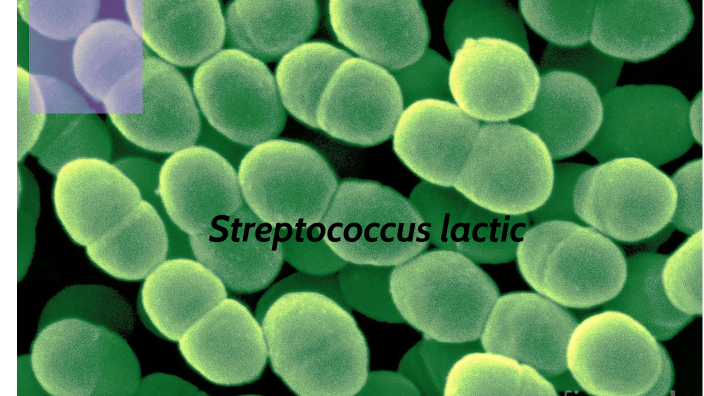 Streptococcus lactis by Bea Gt on Prezi