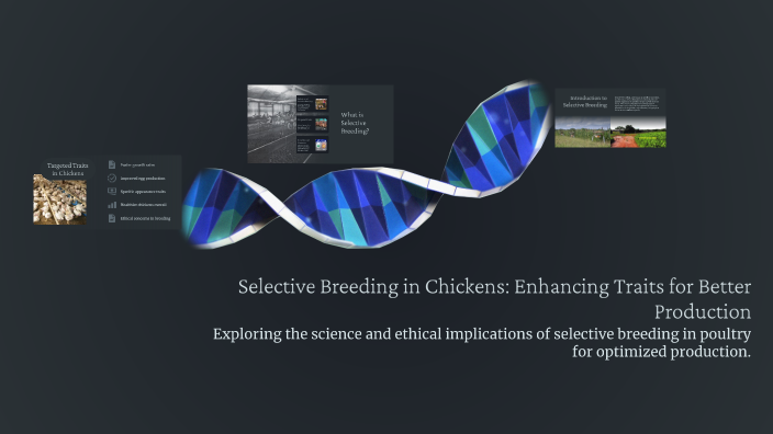 Selective Breeding in Chickens: Enhancing Traits for Better Production ...