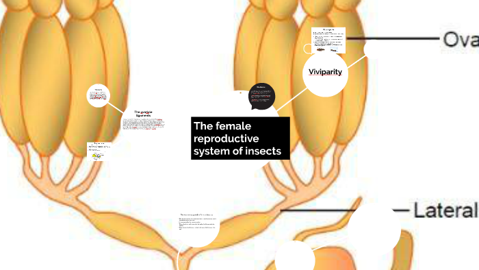 The female reproductive system of insects by Ollie Wood on Prezi
