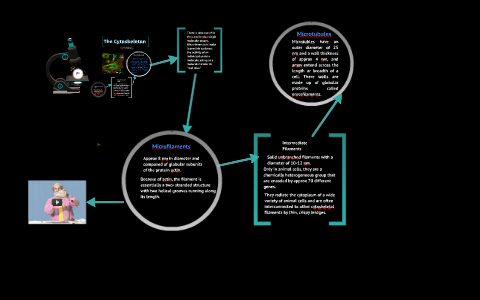 Cytoskeleton for Bio by Nassin Tactuk on Prezi