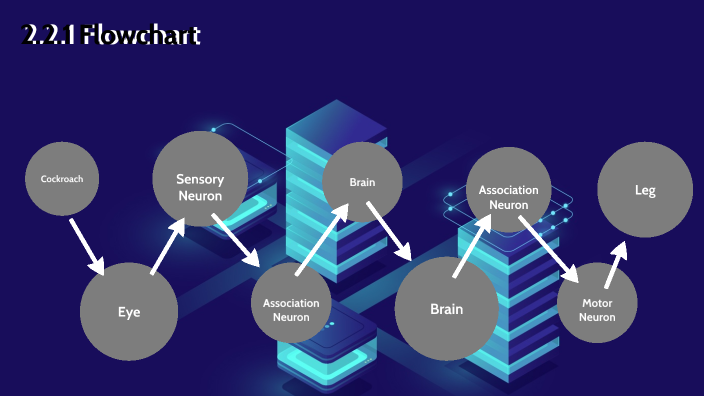 Cockroach flow chart by veronica wynne on Prezi