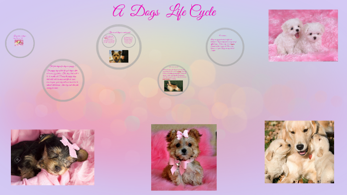 A Dogs Life Cycle by Ariel Smith on Prezi