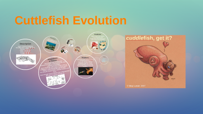 Cuttlefish Evolution by Maddy Lazarovits on Prezi