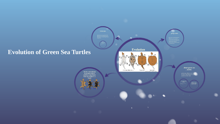 Evolution of Green Sea Turtles by Alyssa Ciorlano on Prezi