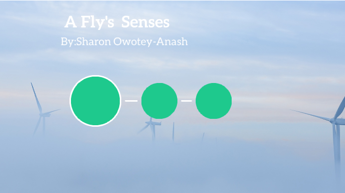 A Fly's Senses by Susan Bahl on Prezi