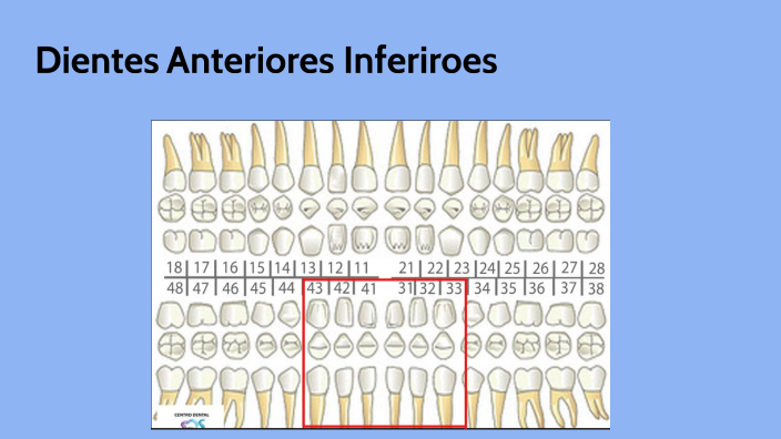 Dientes Anteriores Inferiores by Leonardo Gomez Castro on Prezi