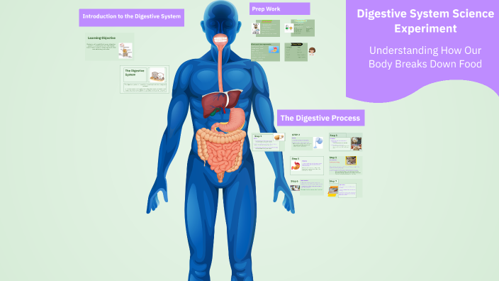 Digestive System Science Experiment by Tabetha Snyder on Prezi