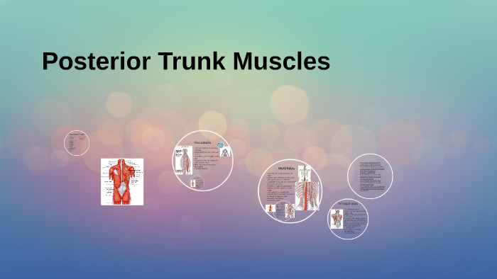 Posterior Trunk Muscles by Tom Kalbaugh on Prezi
