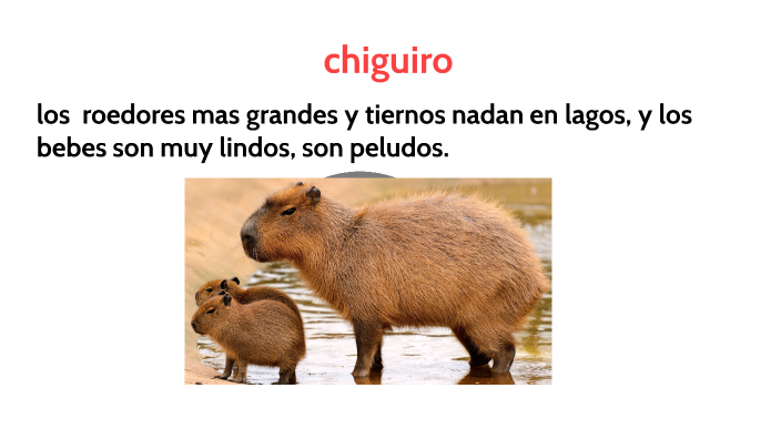 chiguiro by nancy marcela jejen c on Prezi