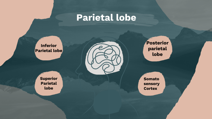 The parietal lobe by Jette Akkermann on Prezi
