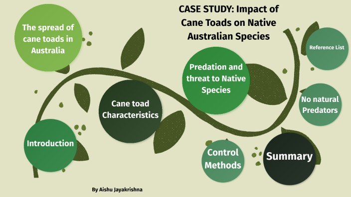 The Cane Toad as an invasive species in Australia by Aishu Jayakrishna ...