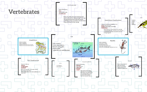 Vertebrates by michael alejandre on Prezi
