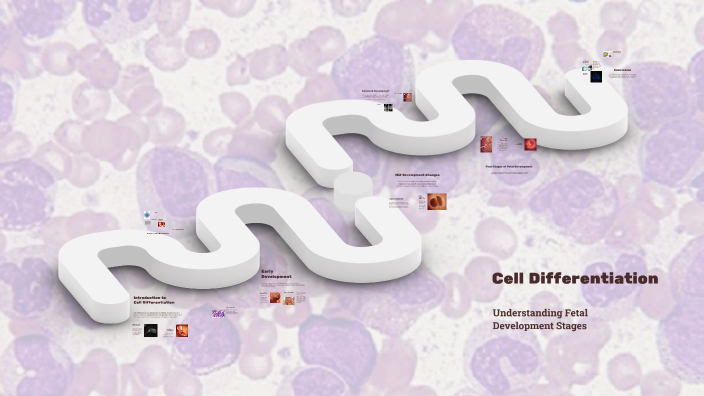 Cell Differentiation by Macy Piner on Prezi