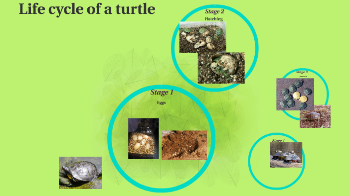 Life cycle of a red-eared slider turtle by Luis Lopez on Prezi