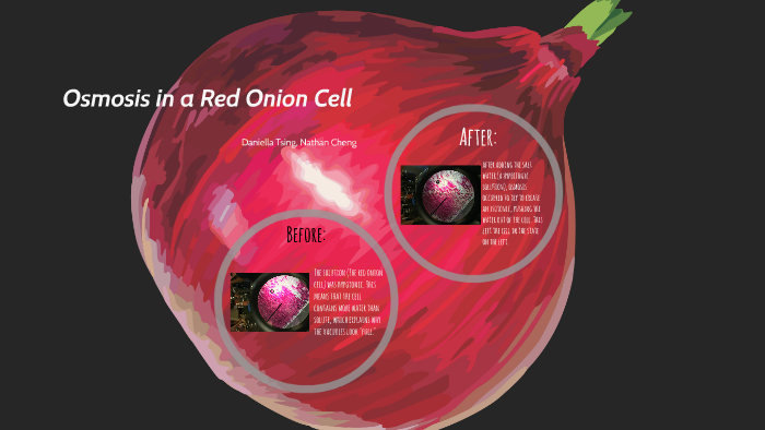 Red Onion Osmosis By Nathan Cheng On Prezi