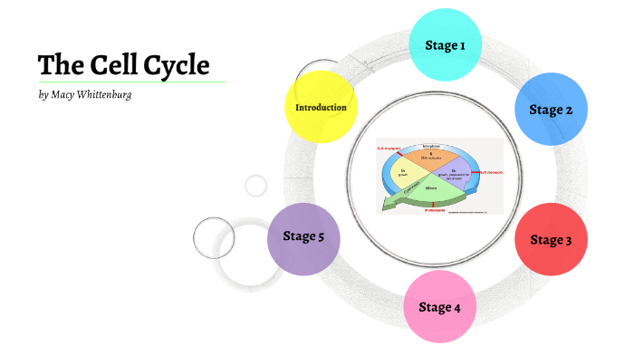 The Cell Cycle by macy whittenburg on Prezi