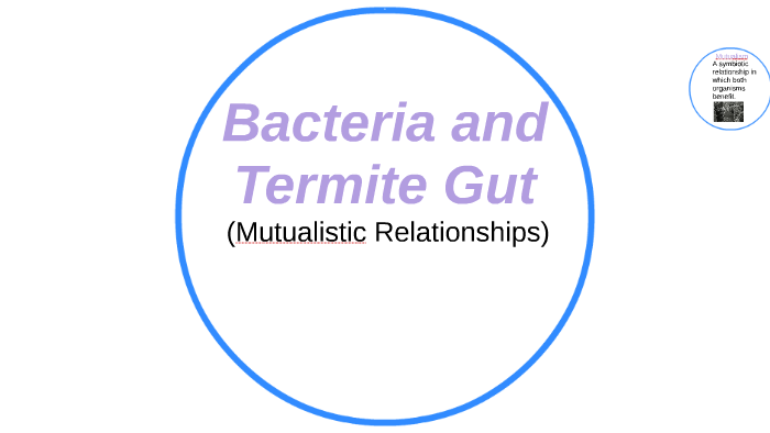 Bacteria and Termite Gut by Kaytria Tharpe on Prezi