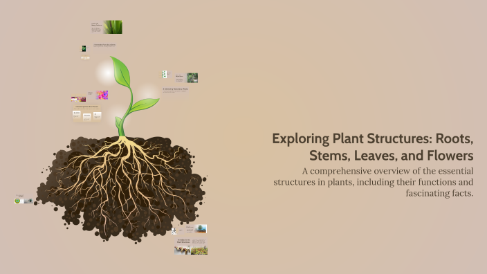 Exploring Plant Structures: Roots, Stems, Leaves, and Flowers by Brooke ...